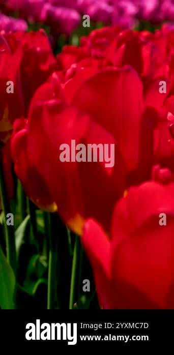 A stunning close-up of a vibrant red tulip in a beautiful garden. The ...