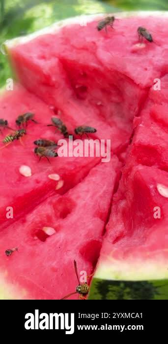 Many wasps flies and bumblebees eat old watermelon. the texture is not ...