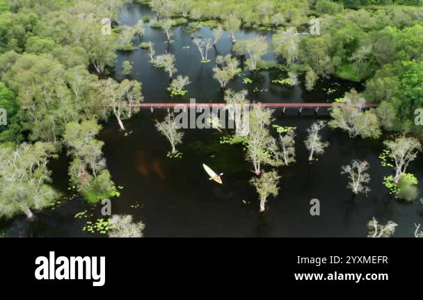 Aerial view of tourists in tropical mangrove forest at national park ...