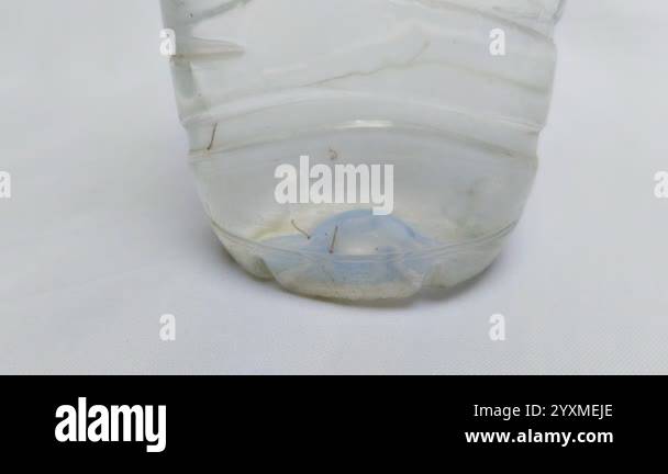 Mosquito larvae in a plastic bottle on a white background Stock Video ...