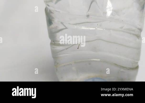 Mosquito larvae in a plastic bottle on a white background Stock Video ...