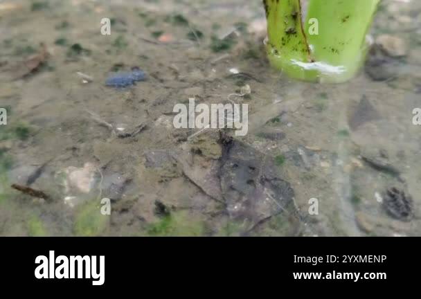 Mosquito larvae in puddles of water in plant pots with dripping ...