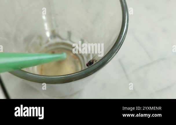 a fly landed on a used glass drink with a plastic straw in the glass ...