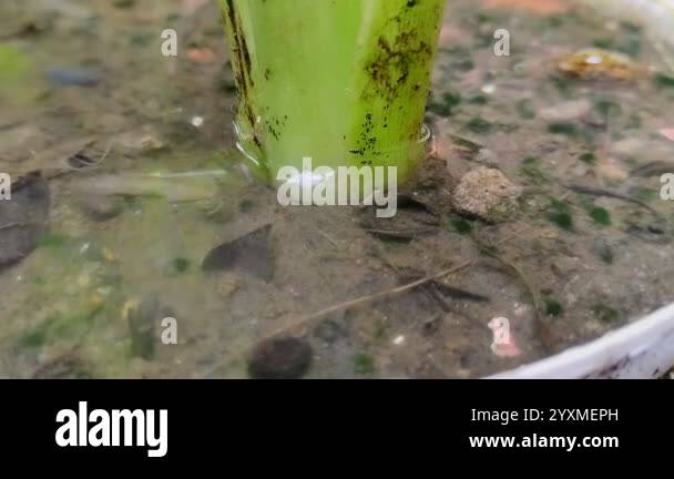 Mosquito larvae in puddles of water in plant pots with dripping ...