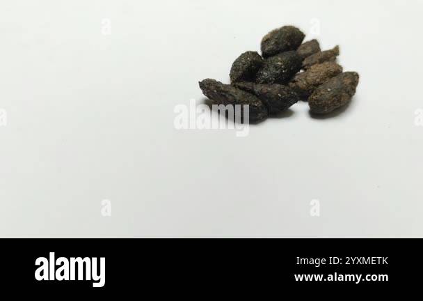 rat droppings on a white background. Rat droppings can cause various ...