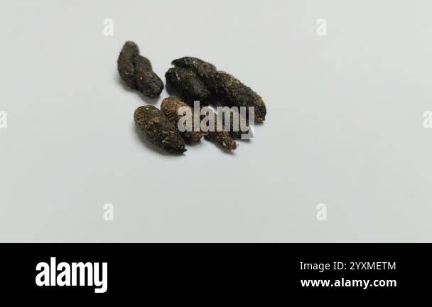 rat droppings on a white background. Rat droppings can cause various ...