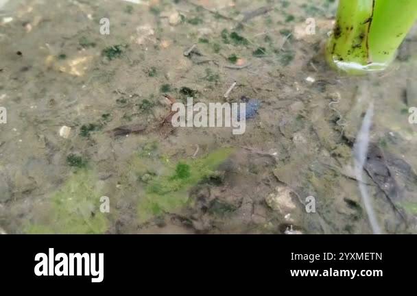 Mosquito larvae in puddles of water in plant pots with dripping ...