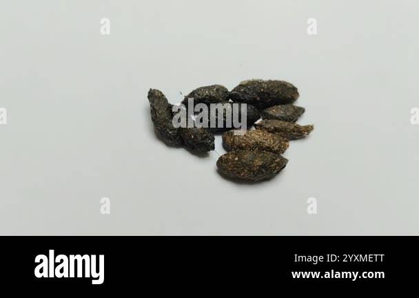 rat droppings on a white background. Rat droppings can cause various ...