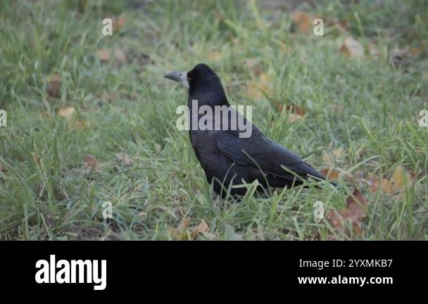 Two crows interact on the ground in a stunning setting, showcasing ...