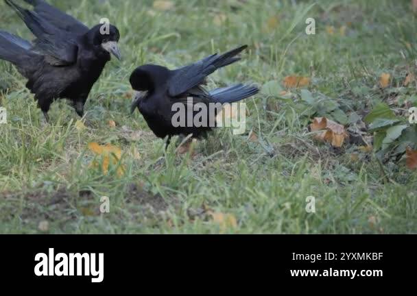 Two crows interact on the ground in a stunning setting, showcasing ...