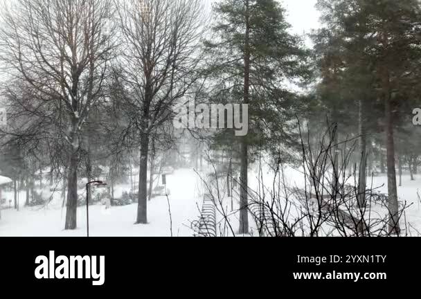 Snowstorm in 4K video in nature background with branched trees around ...