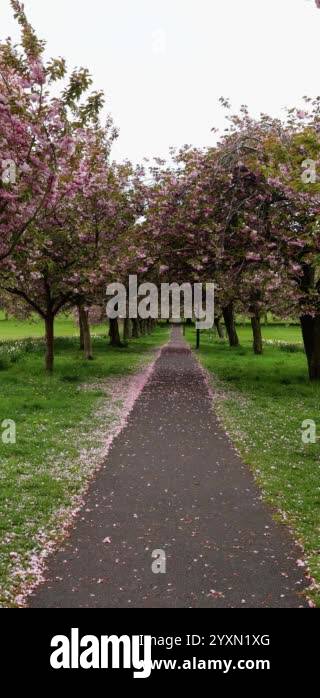 Portrait footage of beautiful blossom trees in the spring time in the ...