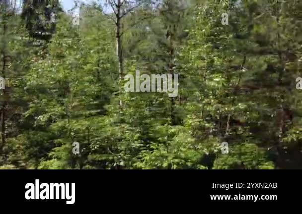 A dramatic drone shot capturing the moment of impact with a tree ...