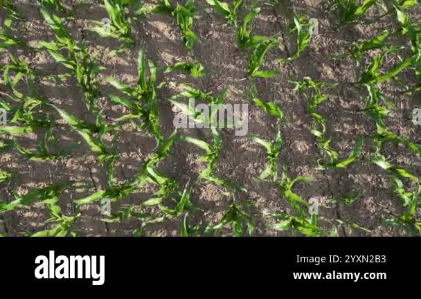 Green maize field summer harvest season aerial view. Green agriculture ...
