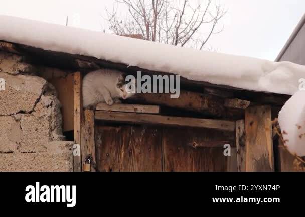 Mother cat emerges from a snow-covered abandoned house in cold region ...