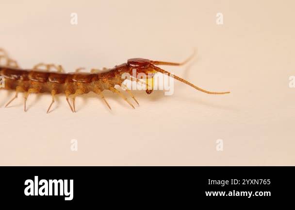 Centipede isolated on a white background feeds on a moth larva. The ...