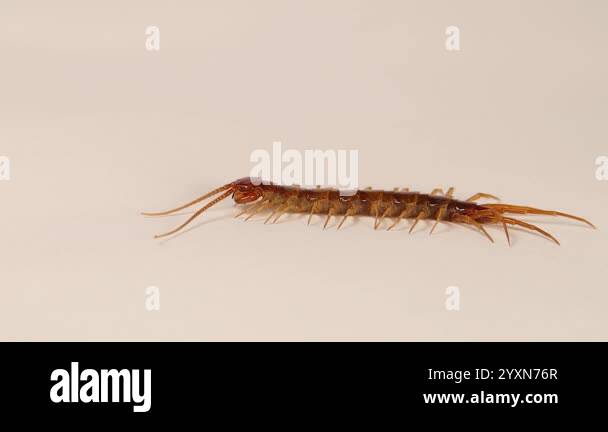 A full centipede isolated on a white background feeds on a moth larva ...