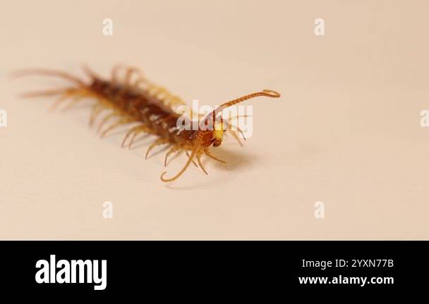 Centipede isolated on a white background feeds on a moth larva. The ...