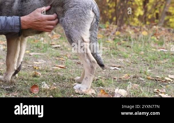 A man scratches the dog's belly.The dog trustingly exposes its belly to ...