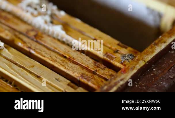 Close-up of bee crawling on honeycomb in beehive, collecting nectar ...