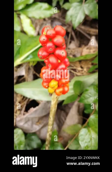 Araceae family Stock Videos & Footage - HD and 4K Video Clips - Alamy