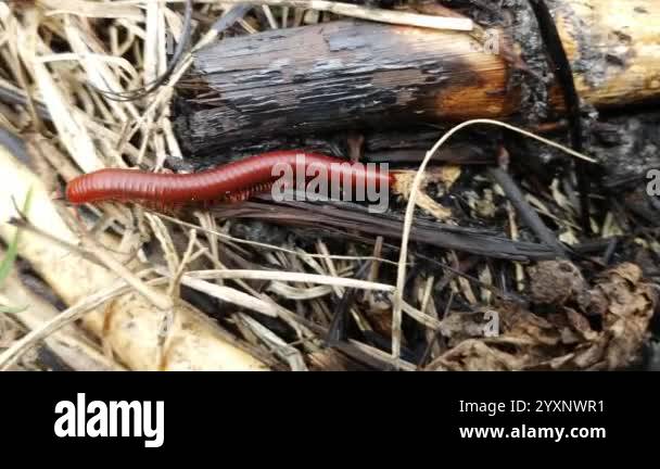 A vibrant red millipede with numerous legs crawls along a bed of dark ...