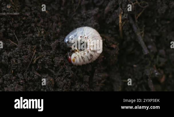 Natures decomposition Stock Videos & Footage - HD and 4K Video Clips - Alamy