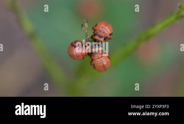 Close-up of three orange Colorado potato beetle larvae with black spots ...