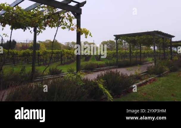 A walk through the Pelee Island Winery vineyards on Pelee Island on a ...