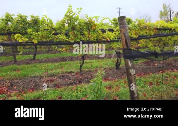 A walk through the Pelee Island Winery vineyards on Pelee Island on a ...