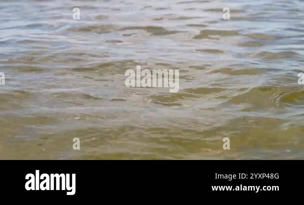 A tranquil water surface with gentle ripples reflecting daylight ...