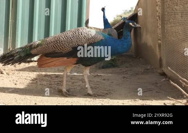 Peacock walking towards another peacock in an enclosure, with a chicken nearby, showcases ...