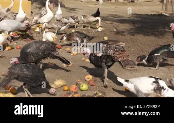 Turkeys and ducks pecking at fruits and vegetables scattered on the ...