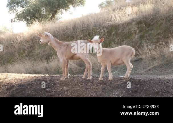 Two young goats play joyfully on a farm, showcasing their playful ...