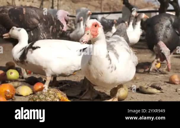 Muscovy duck standing still among turkeys and ducks while other birds ...