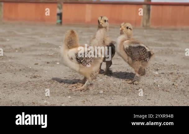 Three baby chickens walk across sandy ground on a farm, showcasing ...