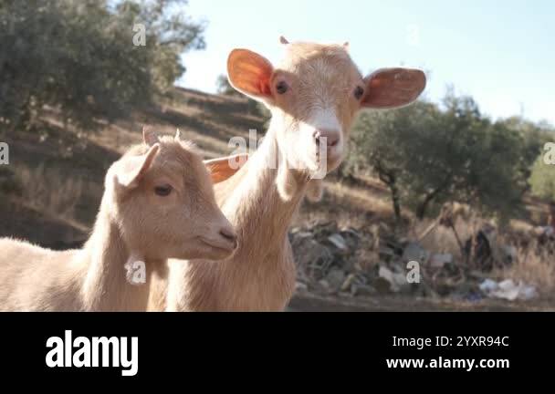 Two young goats stand together on a farm, curiously looking around in ...