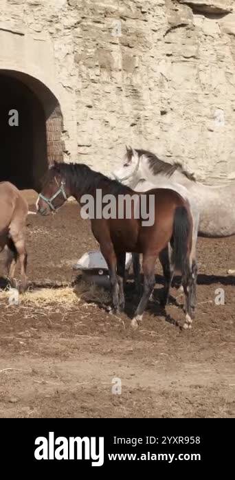 Brown horse turning its head to the left while standing in a stable, showcasing its curious ...