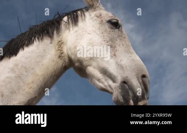 Horse facial expressions Stock Videos & Footage - HD and 4K Video Clips ...