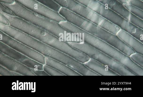 Onion skin cells Stock Videos & Footage - HD and 4K Video Clips - Alamy