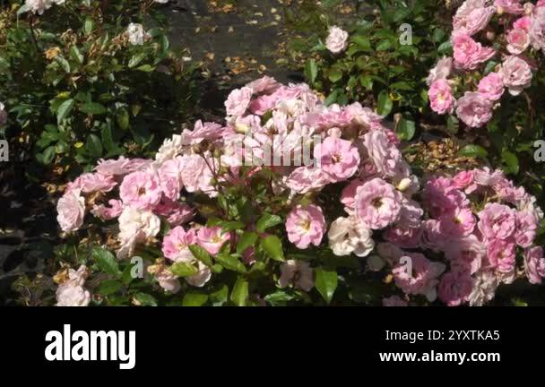 The "Pink Cascade" polyantha rose variety: a charming dwarf shrub that ...