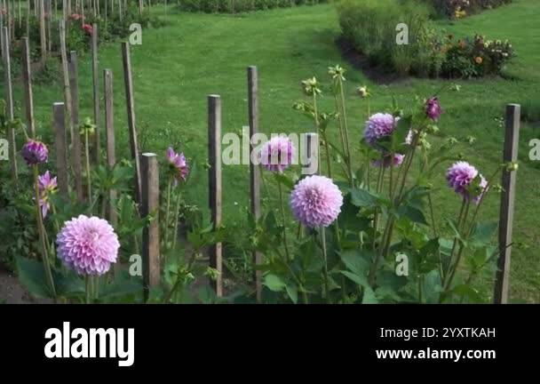 Dahlia flowers from the Asteraceae family thrive in carefully arranged ...