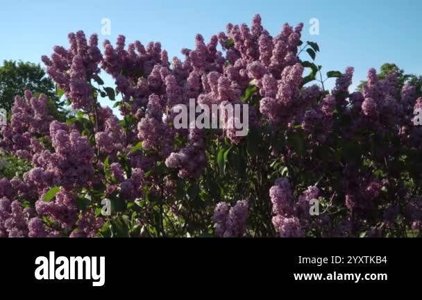 Flowering lilac bush branches sway in the wind on a blue sky background ...