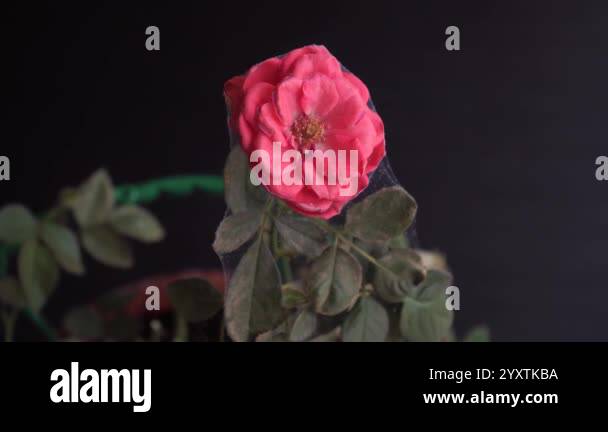 A colony of spider mites (Tetranychus urticae) on a rose flower ...