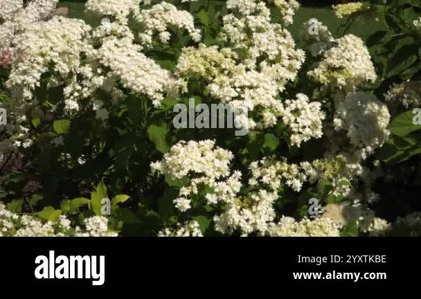 Hydrangea arborescens, also known as the smooth hydrangea, variety ...