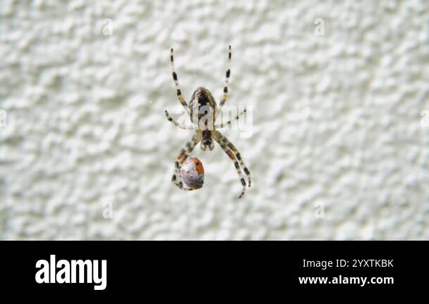 Close-up of the striped barn spider (Araneus cavaticus) capturing its ...