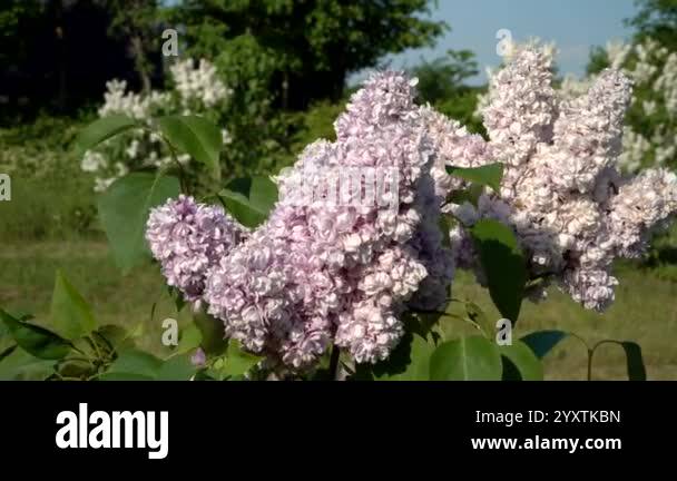 Sunlit lilac blossoms in shades of light pink bunch together on the ...