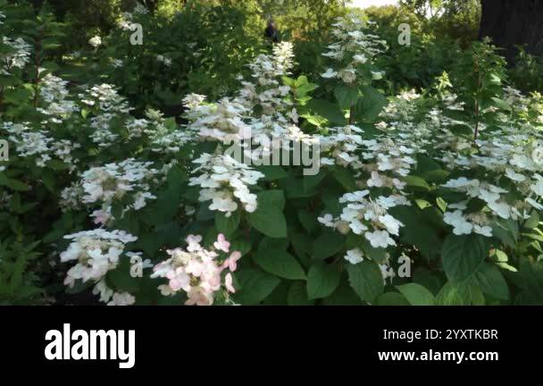 The "Unique" variety of Hydrangea paniculata, showcased in a nature ...