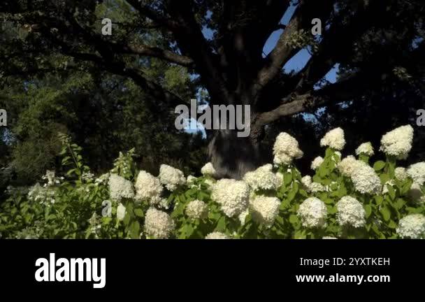 During the summer, the park is adorned with a picturesque panoramic ...