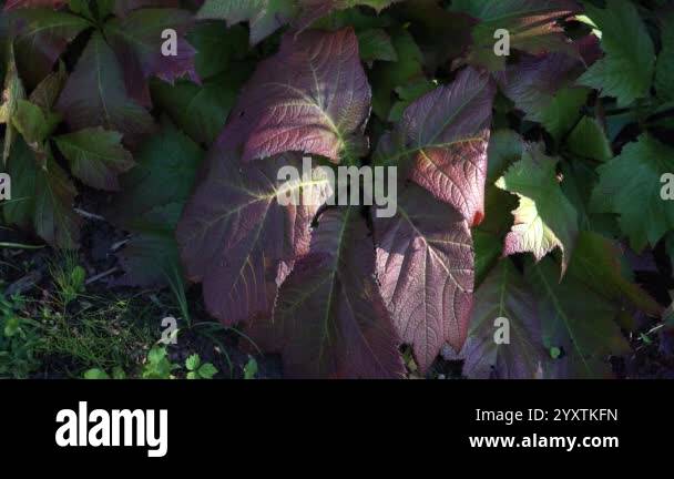 The botanical garden is home to Rodgersia podophylla, a captivating ...
